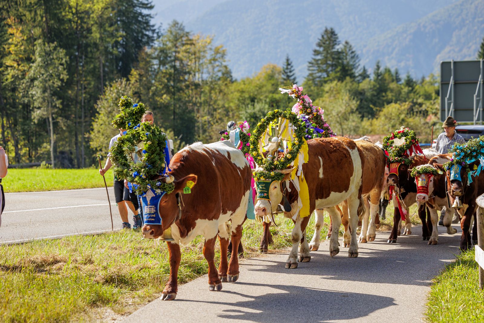 Almabtrieb - Achental | Ferienregion Chiemsee-Chiemgau
