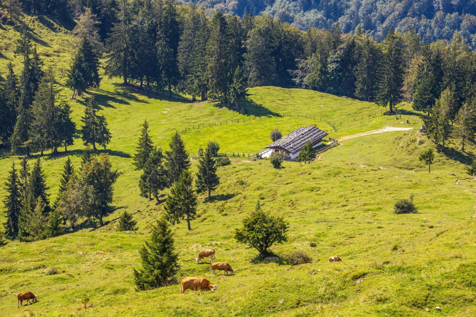Almwanderung Oberauerbrunst-Alm, Piesenhausener Hochalm, Sonnenalm ...